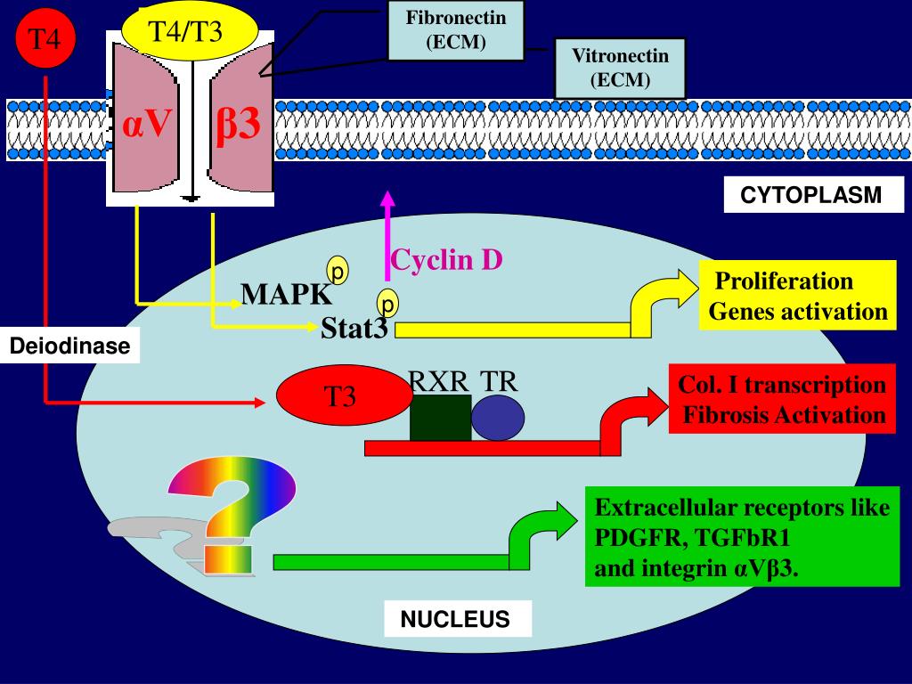 PPT - Triiodothyronine and L-thyroxine (T3/T4) , their receptors and ...