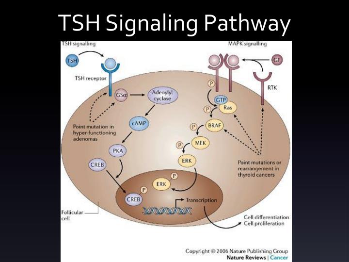 PPT - Thyroid-Stimulating Hormone (TSH) PowerPoint Presentation - ID ...