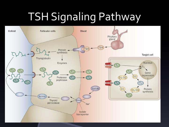 PPT - Thyroid-Stimulating Hormone (TSH) PowerPoint Presentation - ID ...