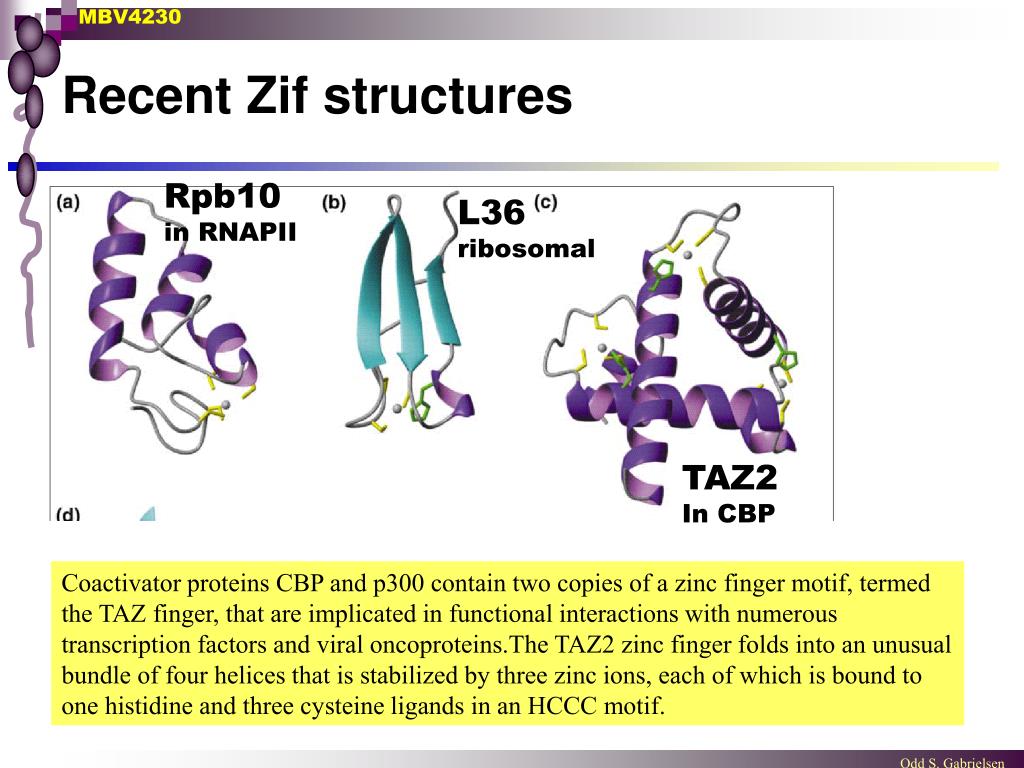 PPT - ZNFs: zinc finger families PowerPoint Presentation, free download ...