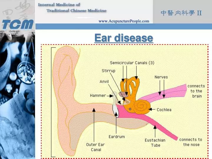 PPT - Ear disease PowerPoint Presentation, free download - ID:3222941