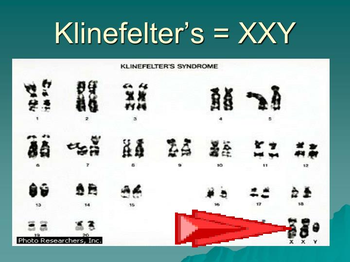 PPT - Pedigree Charts PowerPoint Presentation - ID:3223311