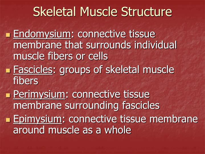 PPT - Anatomy of the Muscular System PowerPoint Presentation - ID:3223368