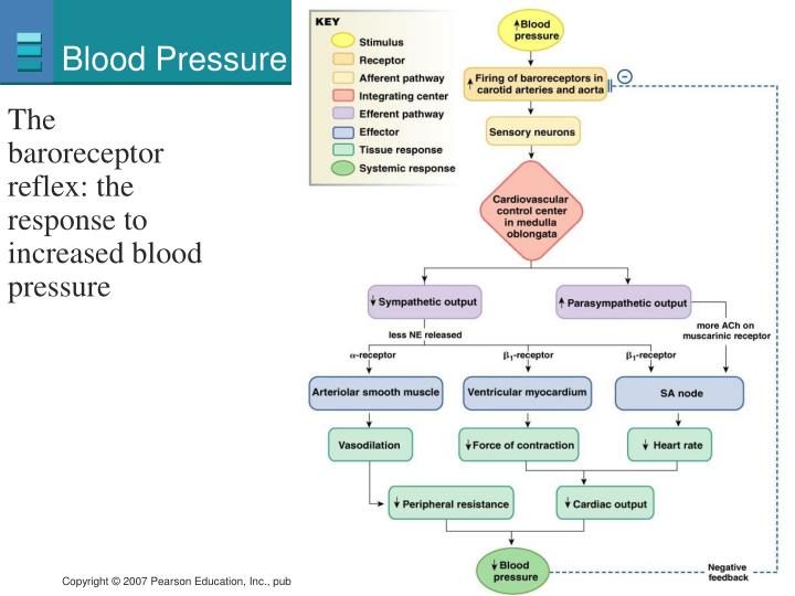 PPT - Blood Flow and the Control of Blood Pressure PowerPoint ...