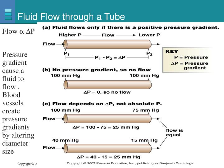 PPT - Blood Flow and the Control of Blood Pressure PowerPoint ...