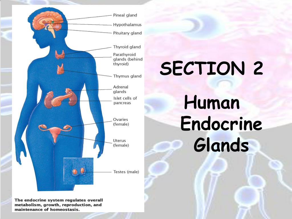 Ppt Chapter 39 The Endocrine And Reproductive Systems Powerpoint