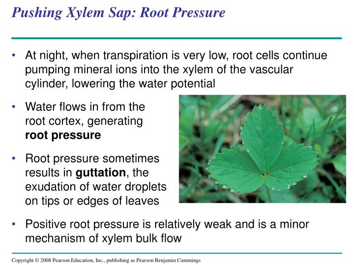 PPT - Chapter 36 PowerPoint Presentation - ID:3224405