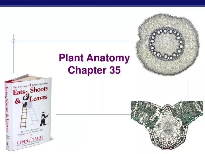 PPT - Plant Anatomy Chapter 35 PowerPoint Presentation, free download ...