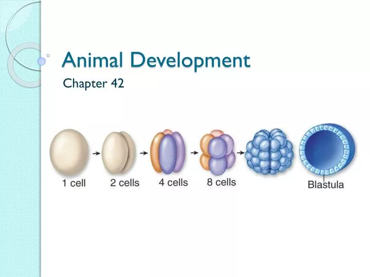 PPT - Animal Development PowerPoint Presentation, free download - ID ...