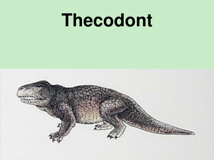 PPT - Chapter 41 Reptiles PowerPoint Presentation - ID:3224715