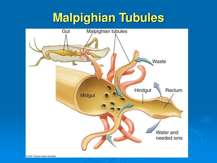 PPT - Osmoregulation and Disposal of Metabolic Wastes PowerPoint ...