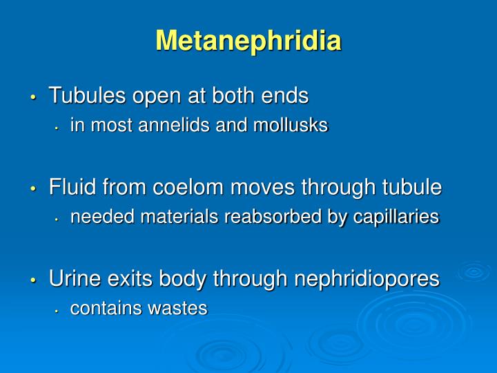 PPT - Osmoregulation and Disposal of Metabolic Wastes PowerPoint ...