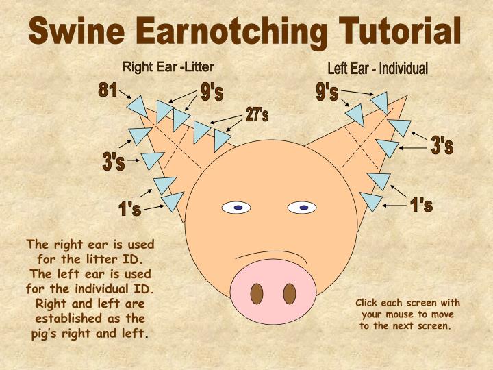 PPT - Ear notching tutorials PowerPoint Presentation - ID:3225759