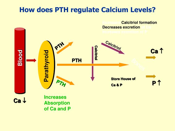 PPT - PARATHYROID HORMONE, HYPERPARATHYROIDISM CKD, & PTH ASSAYS ...