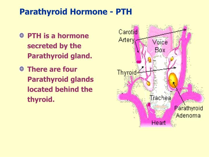 PPT - PARATHYROID HORMONE, HYPERPARATHYROIDISM CKD, & PTH ASSAYS ...