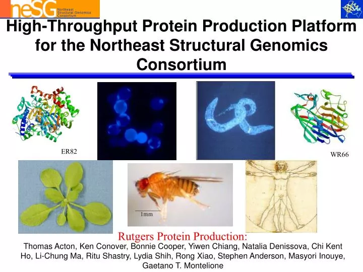 PPT - High-Throughput Protein Production Platform for the Northeast Structural Genomics ...