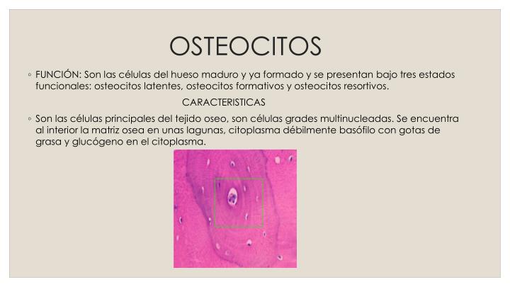 PPT - TEJIDO OSEO PowerPoint Presentation - ID:3228503