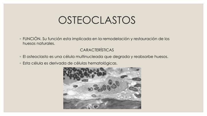 PPT - TEJIDO OSEO PowerPoint Presentation - ID:3228503