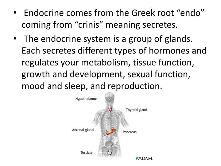 PPT - Endocrine System PowerPoint Presentation - ID:3231071