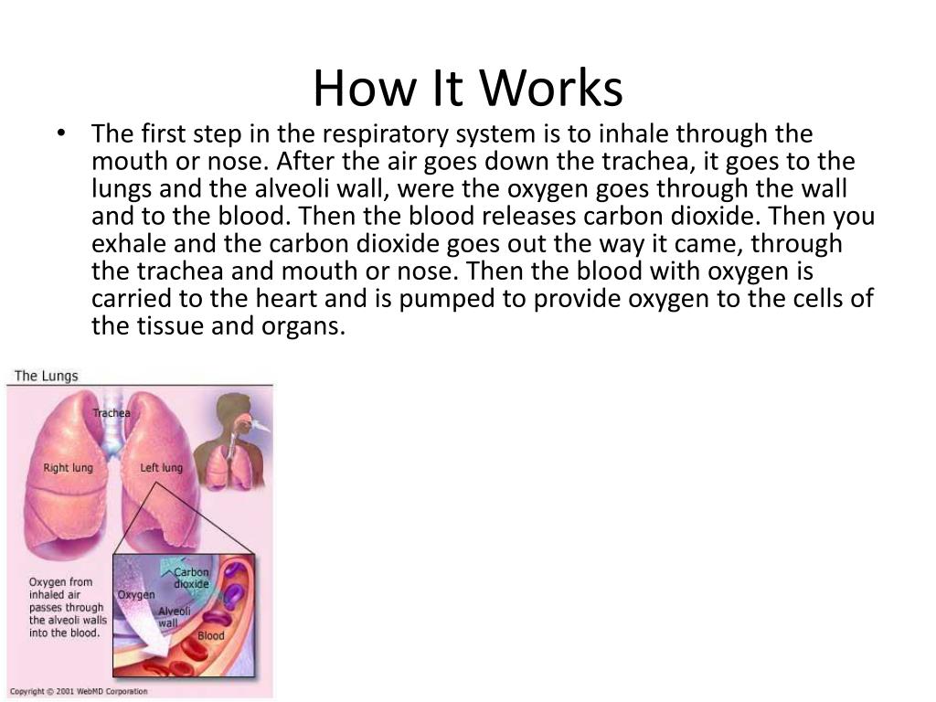 PPT - The Respiratory System PowerPoint Presentation, free download ...
