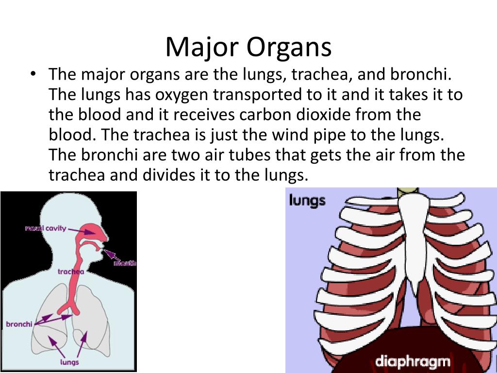 PPT - The Respiratory System PowerPoint Presentation, free download ...
