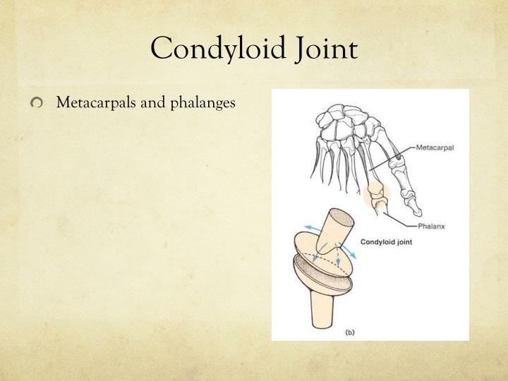 PPT - Skeletal System: Day Two PowerPoint Presentation - ID:3233764