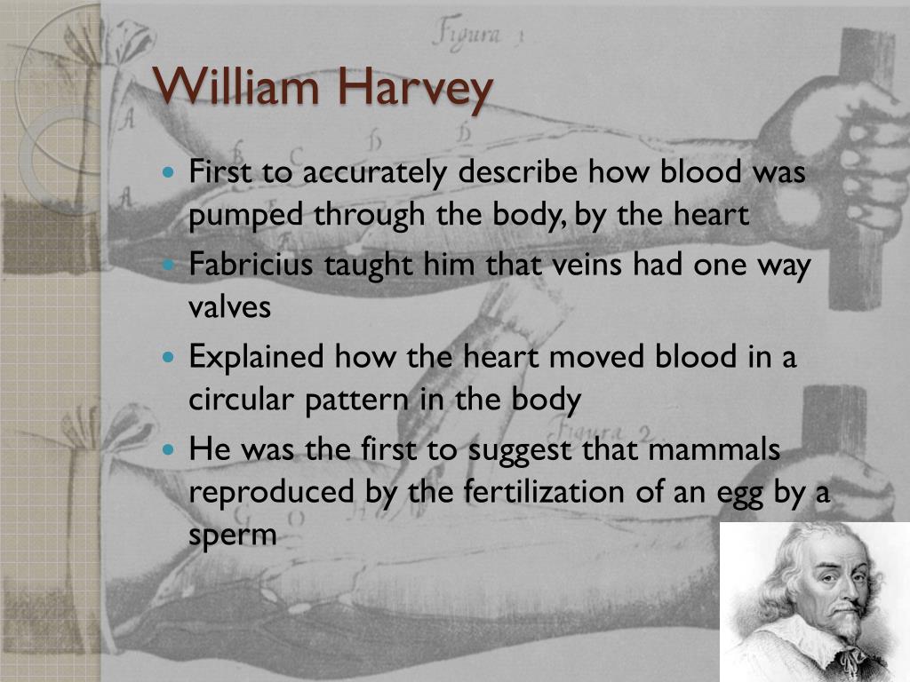 PPT - History of Anatomy and Physiology (16 th Century) PowerPoint ...