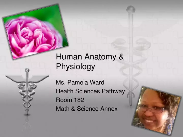 PPT - Human Anatomy & Physiology PowerPoint Presentation, free download ...