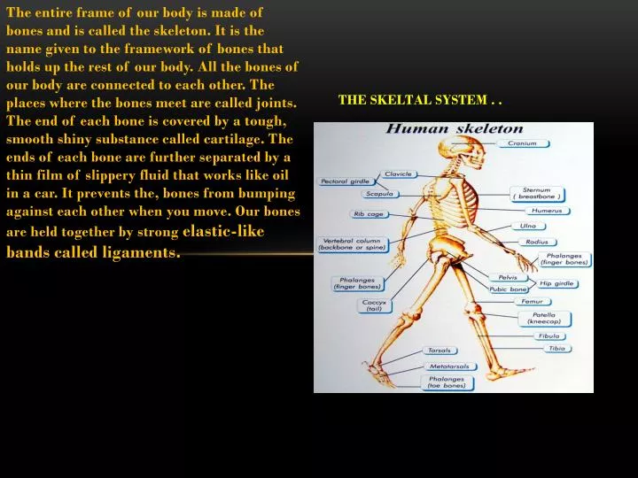 PPT - THE SKELTAL SYSTEM . . . PowerPoint Presentation, free download ...