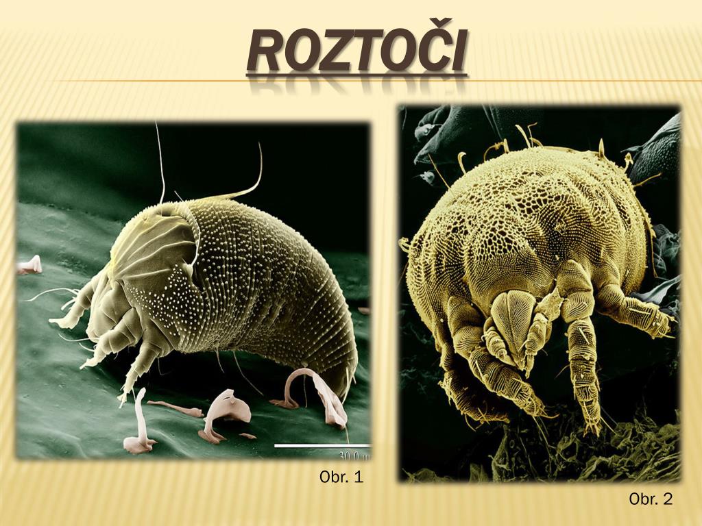 PPT - ROZTOČI PowerPoint Presentation, free download - ID:3238874