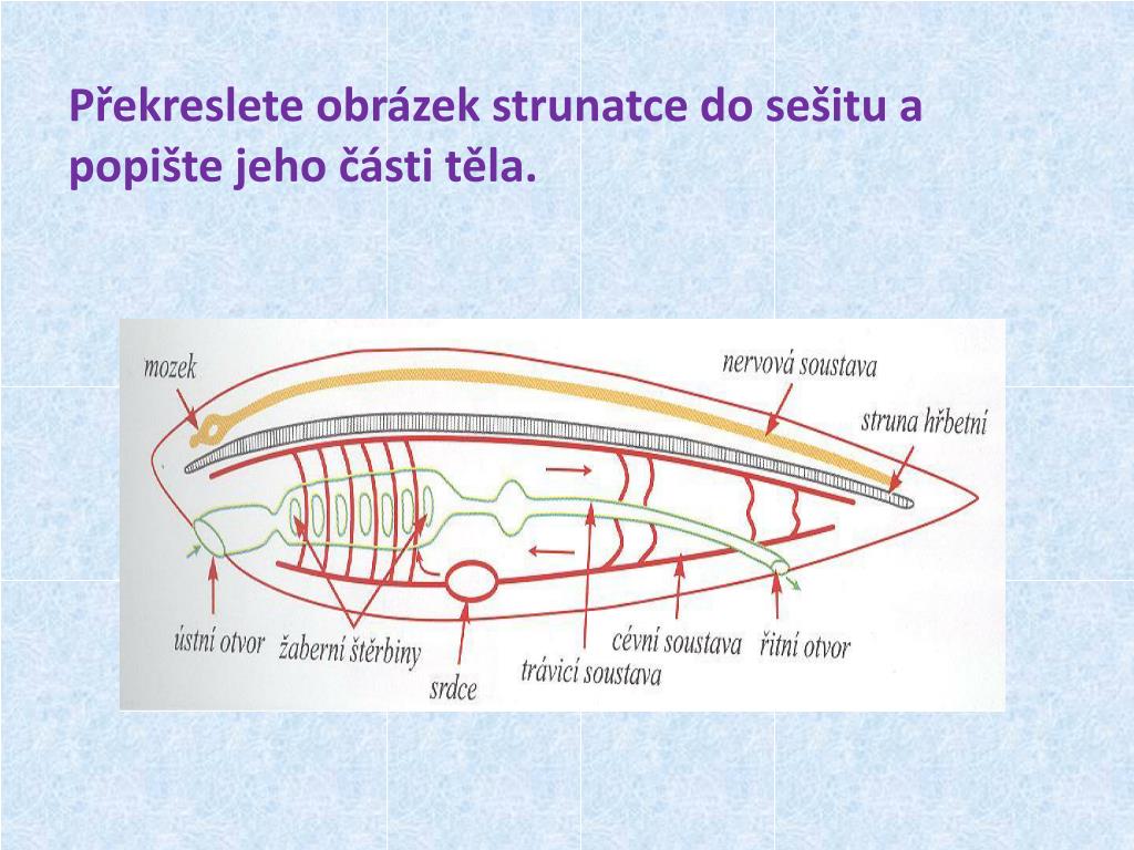 PPT - Název:VY_32_INOVACE_PR7_03 Strunatci – vyšší živočichové ...