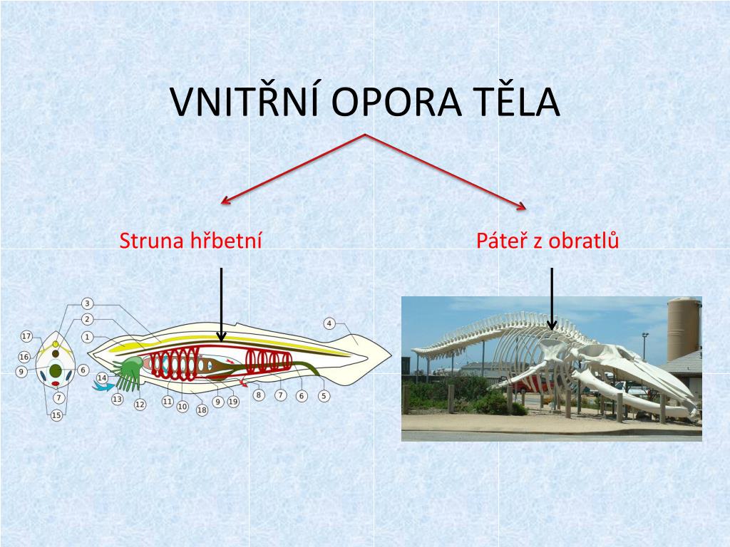 PPT - Název:VY_32_INOVACE_PR7_03 Strunatci – vyšší živočichové ...