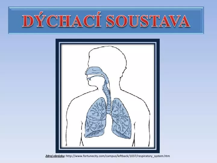 PPT - DÝCHACÍ SOUSTAVA PowerPoint Presentation, free download - ID:3239014