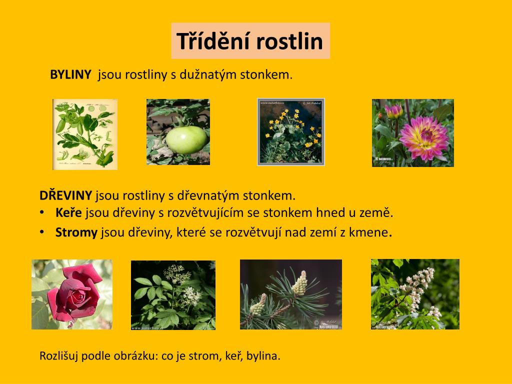 PPT - Anotace: V prezentaci se žáci seznamují s tříděním rostlin na ...