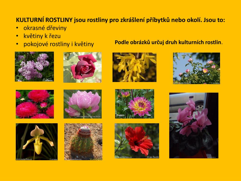 PPT - Anotace: V prezentaci se žáci seznamují s tříděním rostlin na ...