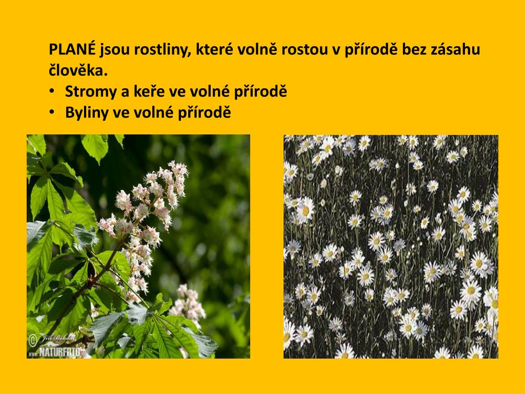 PPT - Anotace: V prezentaci se žáci seznamují s tříděním rostlin na ...