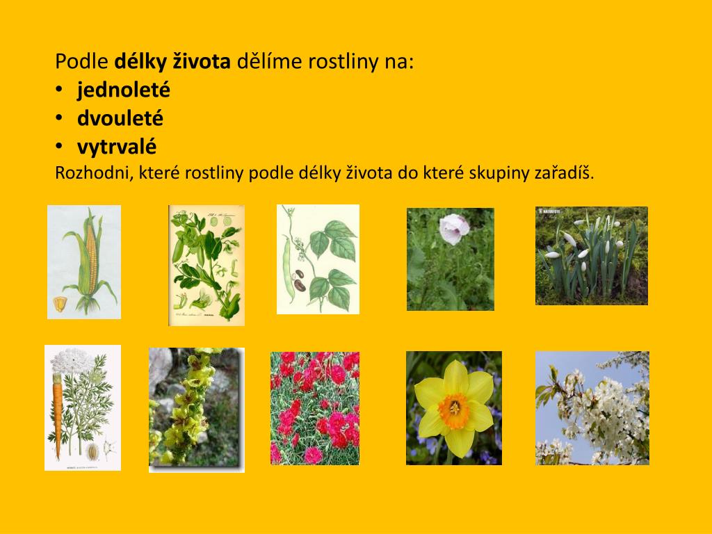 PPT - Anotace: V prezentaci se žáci seznamují s tříděním rostlin na ...