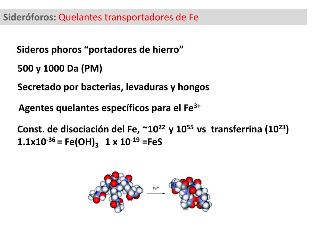 PPT - Química Bioinorgánica del Hierro PowerPoint Presentation, free ...