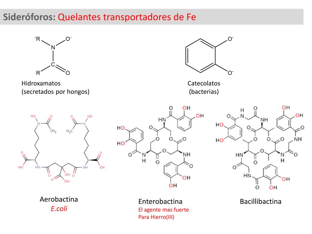 PPT - Química Bioinorgánica del Hierro PowerPoint Presentation, free ...