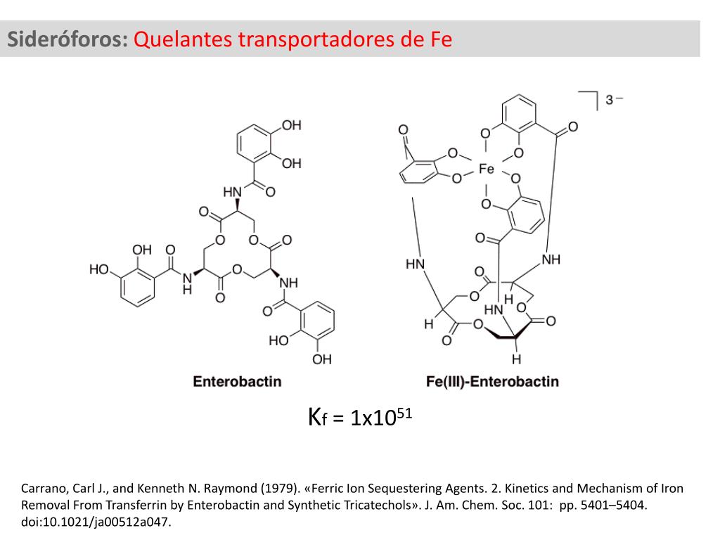 PPT - Química Bioinorgánica del Hierro PowerPoint Presentation, free ...