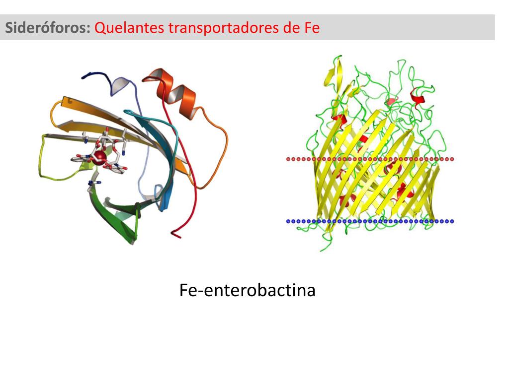 PPT - Química Bioinorgánica del Hierro PowerPoint Presentation, free ...