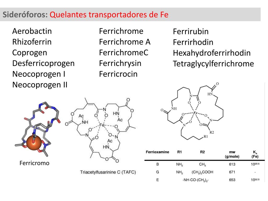PPT - Química Bioinorgánica del Hierro PowerPoint Presentation, free ...