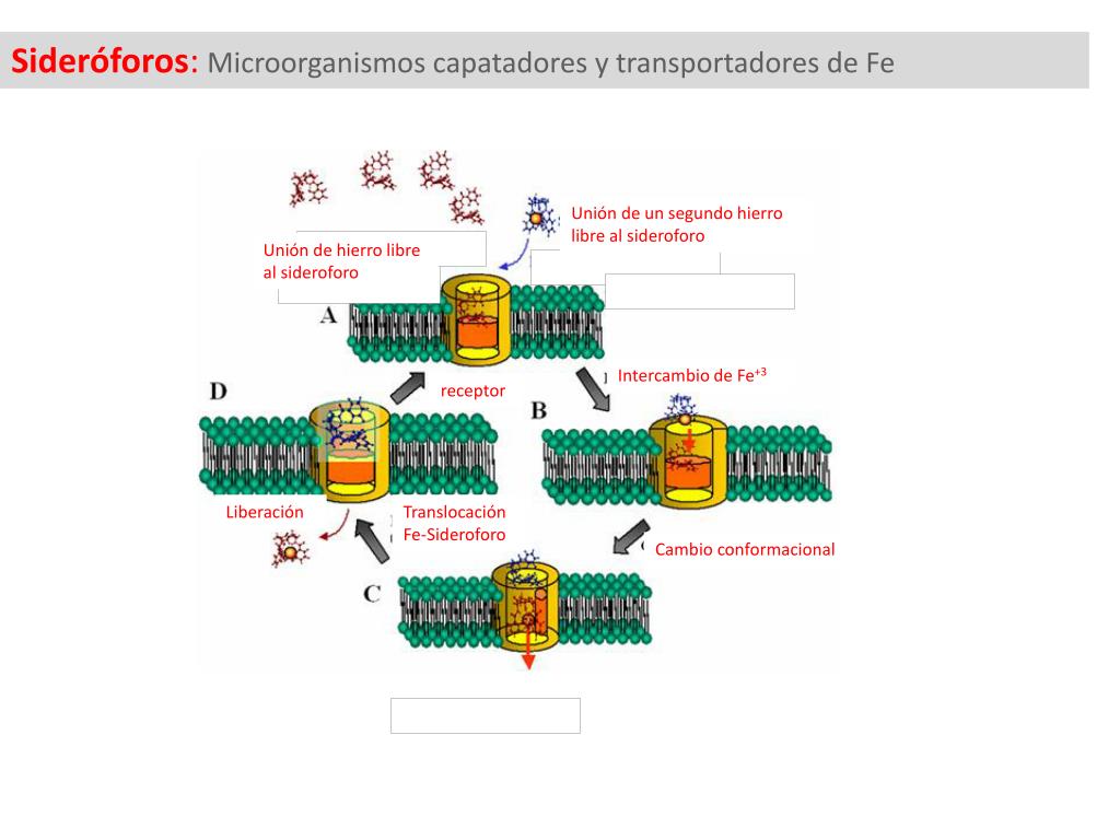 PPT - Química Bioinorgánica del Hierro PowerPoint Presentation, free ...