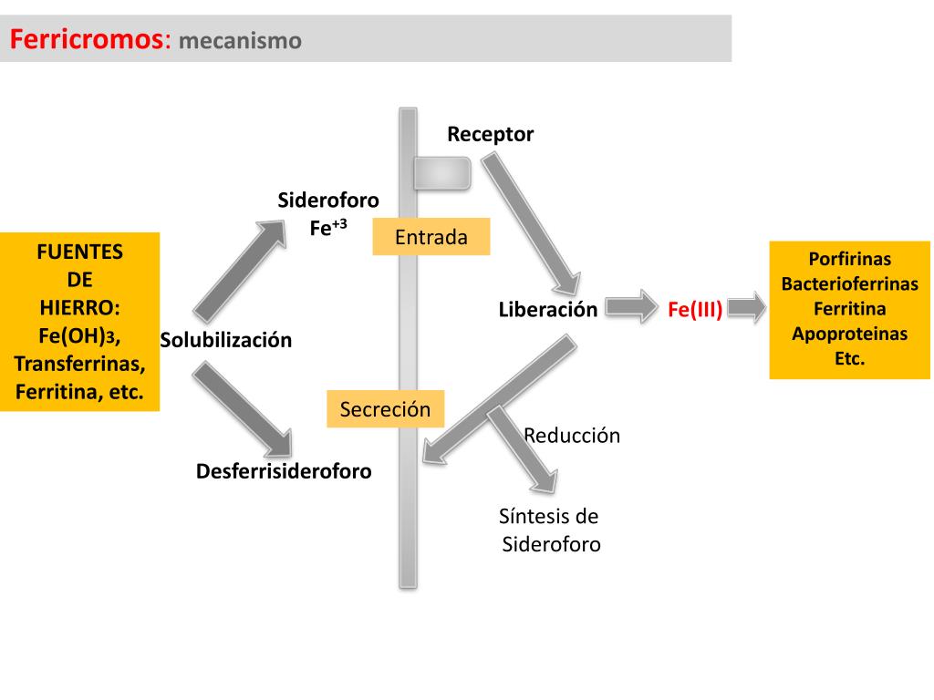 PPT - Química Bioinorgánica del Hierro PowerPoint Presentation, free ...