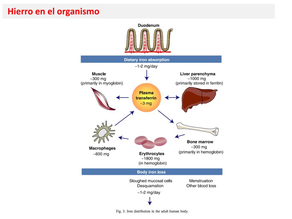 PPT - Química Bioinorgánica del Hierro PowerPoint Presentation, free ...