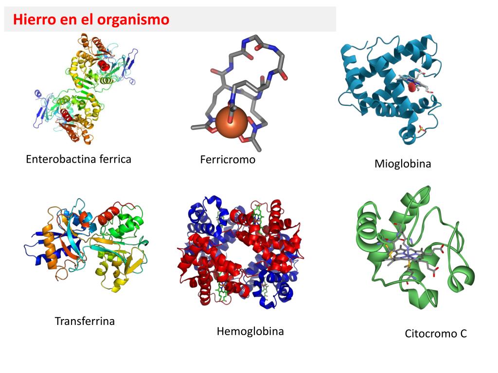 PPT - Química Bioinorgánica del Hierro PowerPoint Presentation, free ...