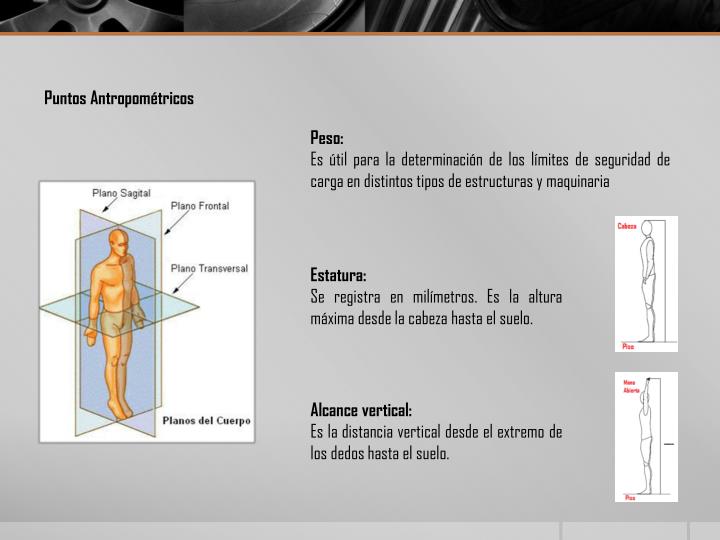 PPT - Antropometría PowerPoint Presentation - ID:3243963