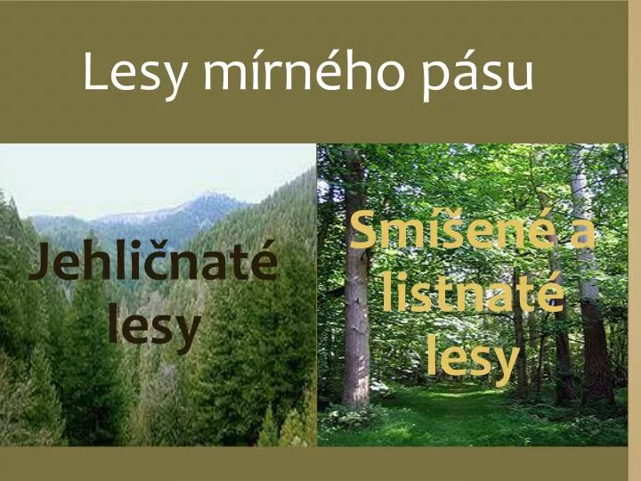 PPT - Smíšené a listnaté lesy PowerPoint Presentation, free download ...