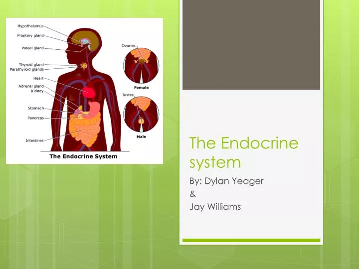 PPT - The Endocrine system PowerPoint Presentation, free download - ID ...
