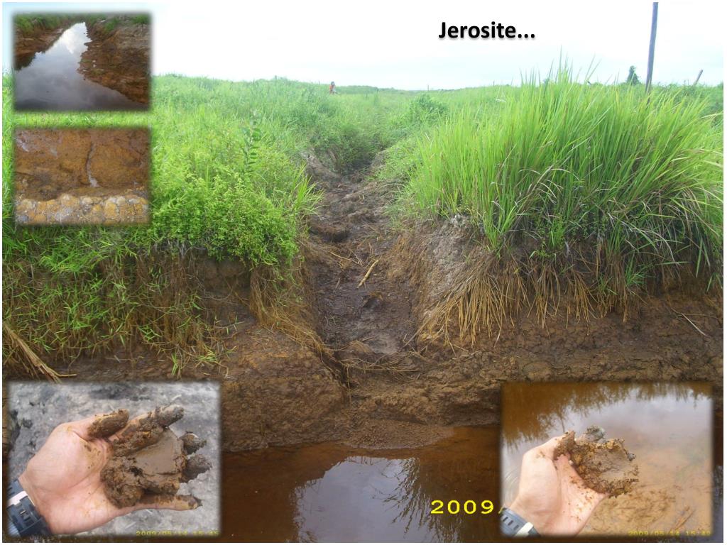 PPT - Contoh Observasi Lapangan di Lahan Sulfat Masam PowerPoint ...